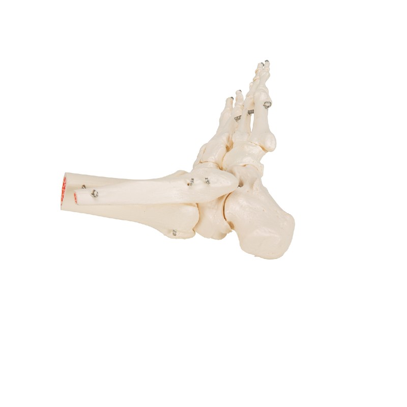 Foot and Ankle Skeleton Model | Health and Care