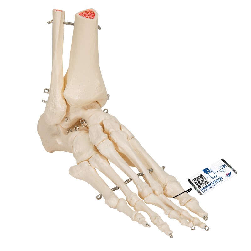 Foot and Ankle Skeleton Model | Health and Care