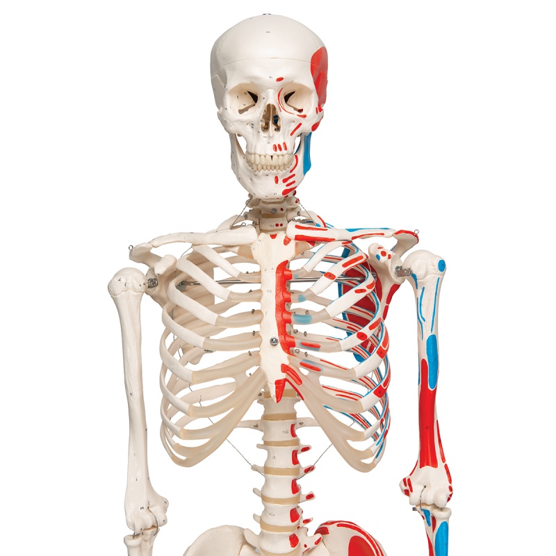 Model Skeleton With Muscle Origins | Health and Care