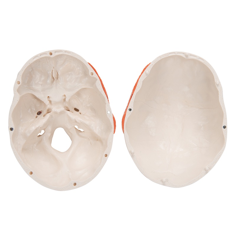 Skull Model with Mastication Muscles | Health and Care