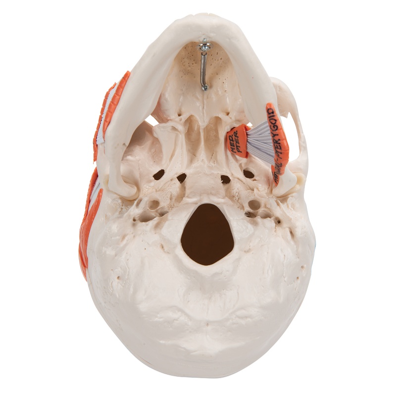 Skull Model with Mastication Muscles | Health and Care