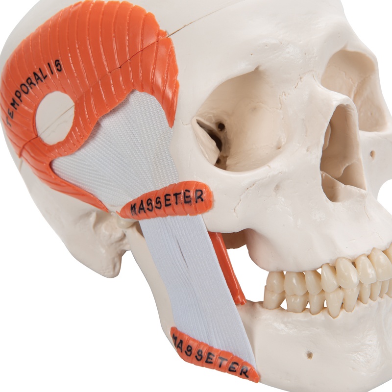 Skull Model with Mastication Muscles | Health and Care