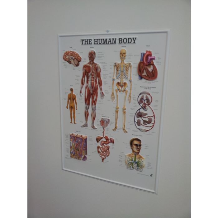 3D Human Body Poster | Health and Care