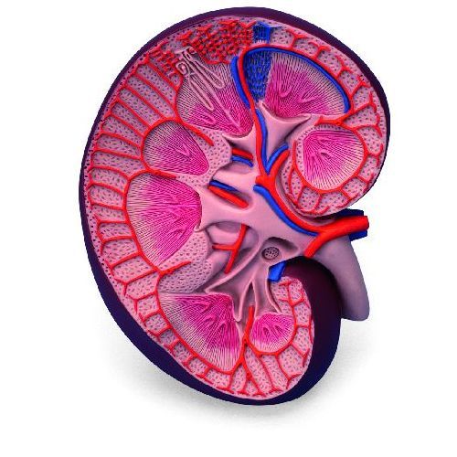 Basic Kidney Section 3 Times Full-Size | Health and Care