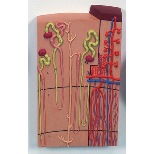 Nephrons And Blood Vessels 120 Times Full-Size | Health and Care