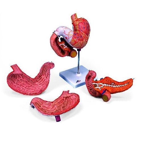 Stomach 3 Part | Health and Care