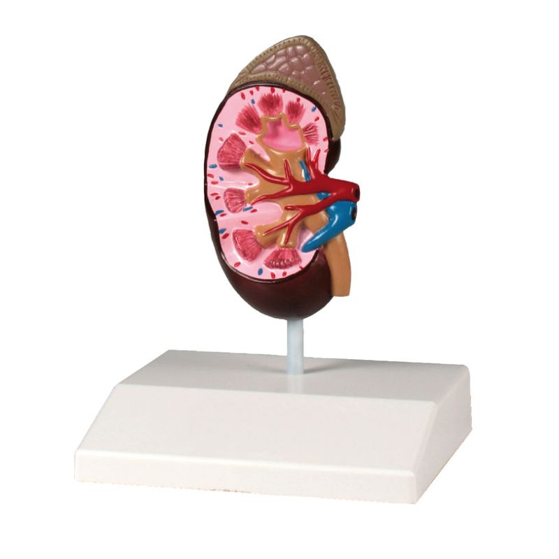 Detailed Kidney Model | Health and Care