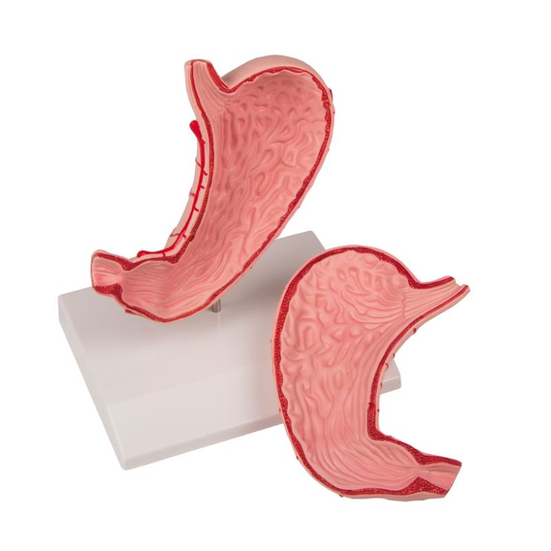 Life Size Stomach Model | Health and Care