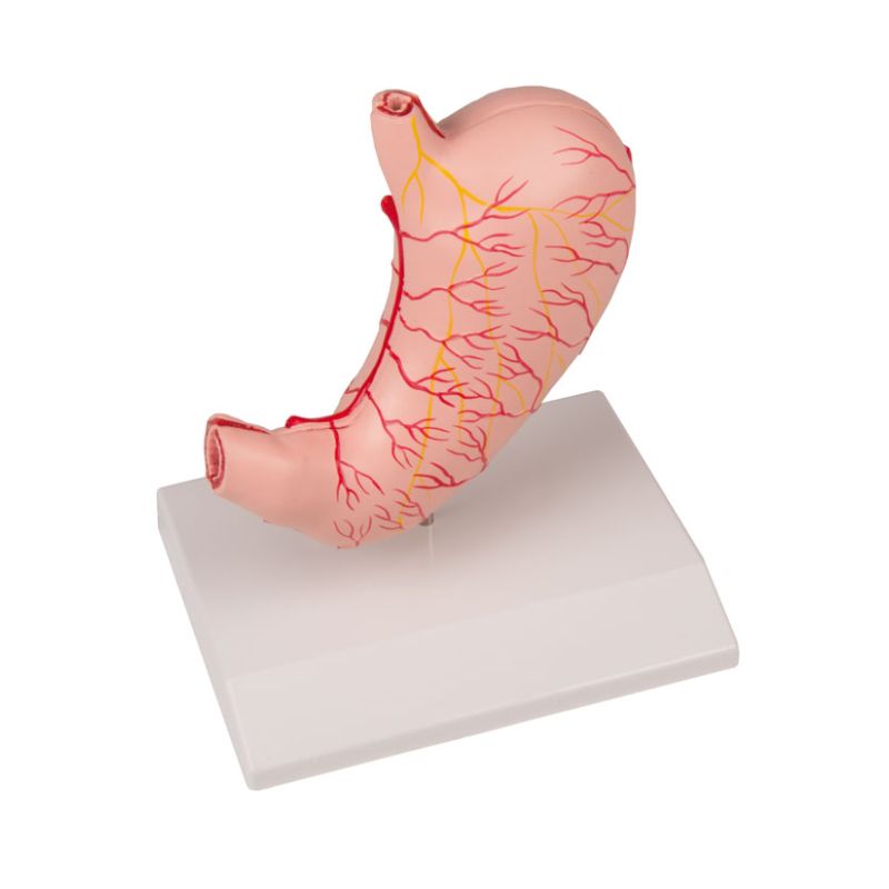 Life Size Stomach Model | Health and Care