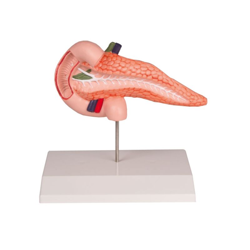 Pancreas and Duodenum Model | Health and Care