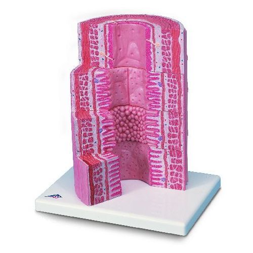 3B Microanatomy Digestive System - 20-Times Magnified | Health and Care