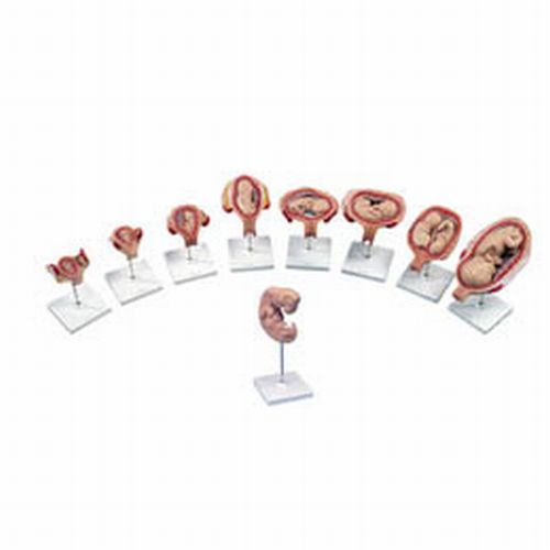 Deluxe 3B Scientific Pregnancy Series - 9 Models | Health and Care