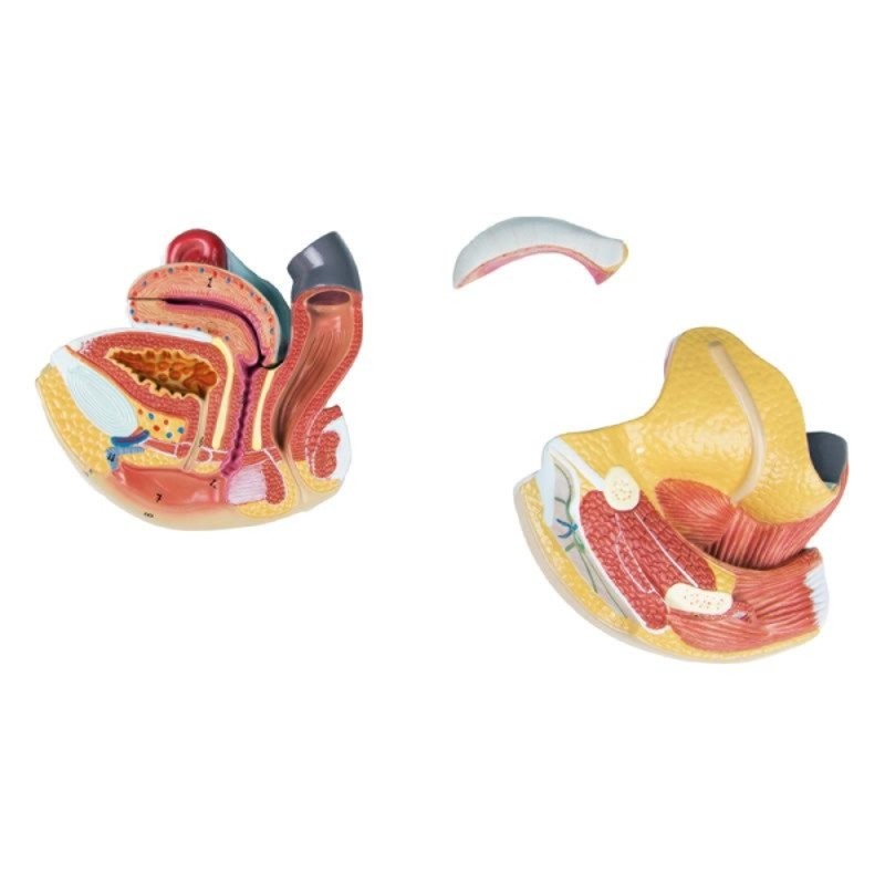 Female Genitalia Model | Health and Care