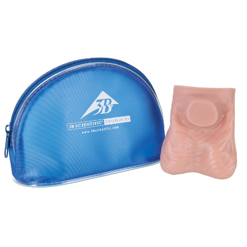 3B Scientific Testicular Self Exam Model | Health and Care