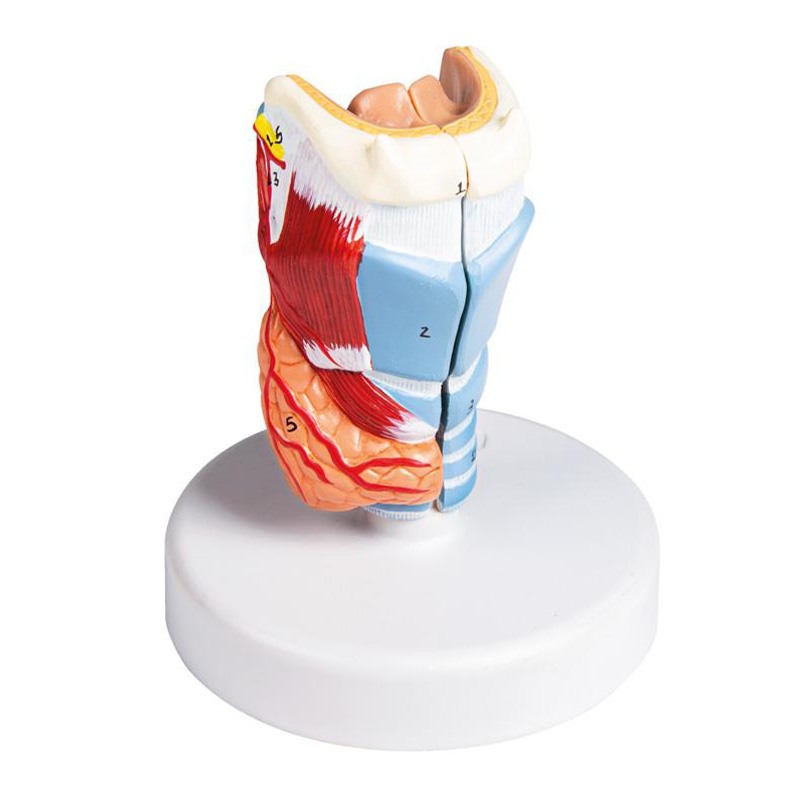 Life Size Larynx Model | Health and Care