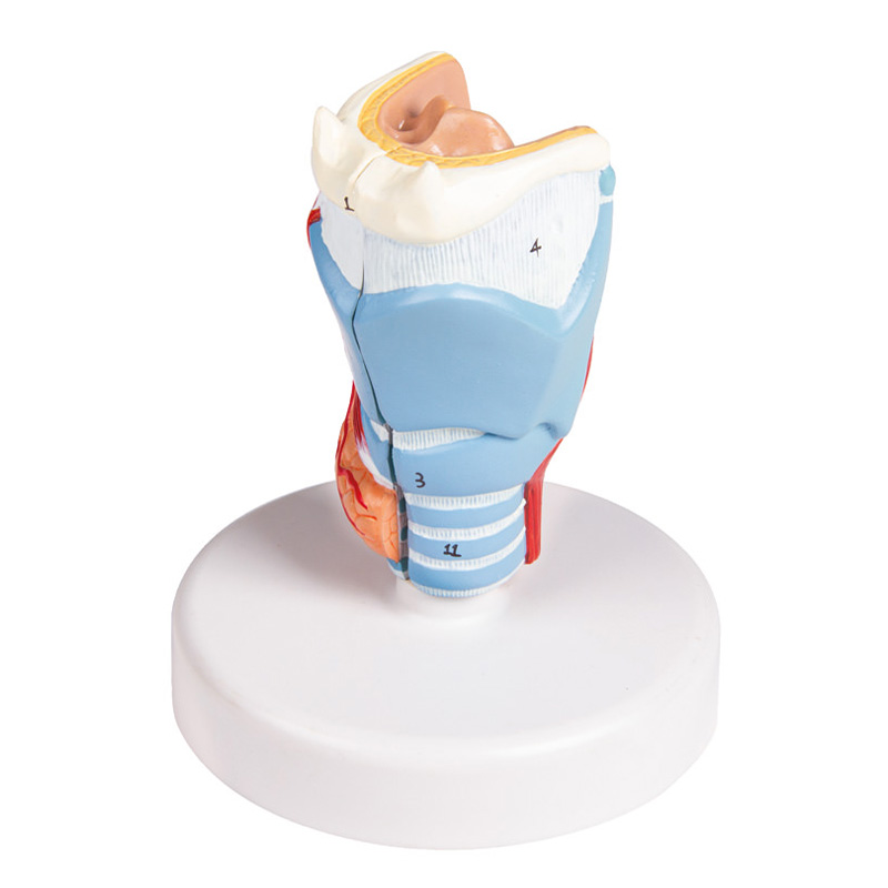 Life Size Larynx Model | Health and Care