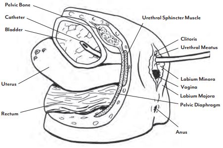 Life/Form Male and Female Catheter Models | Health and Care