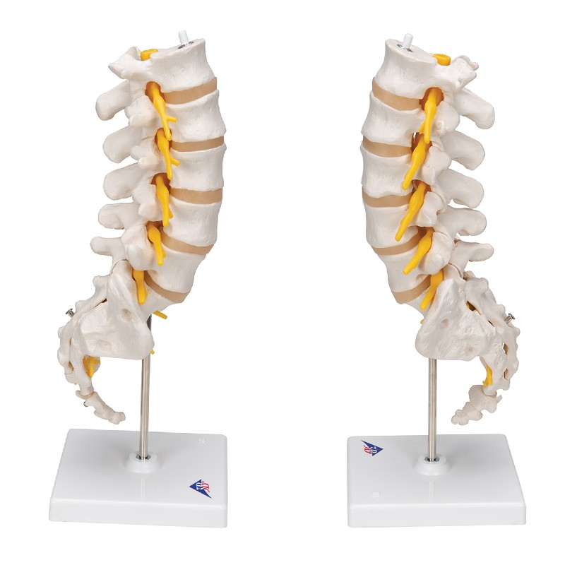 Lumbar Spine Model | Health and Care