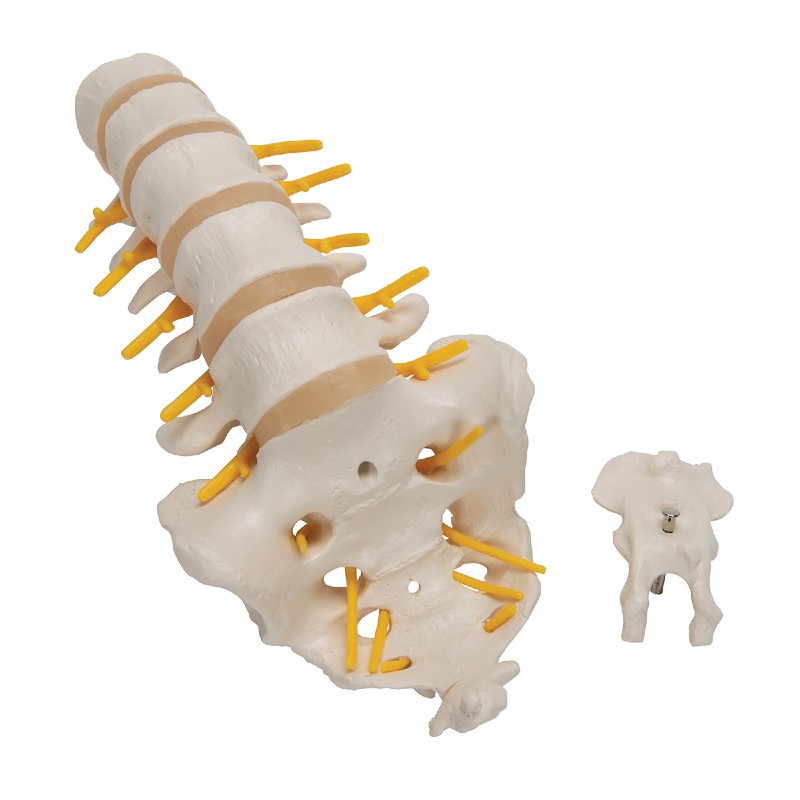 Lumbar Spine Model | Health and Care
