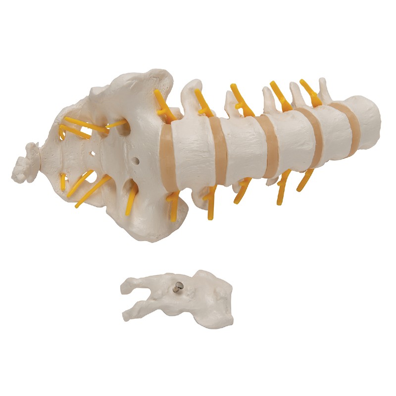 Lumbar Spine Model | Health and Care