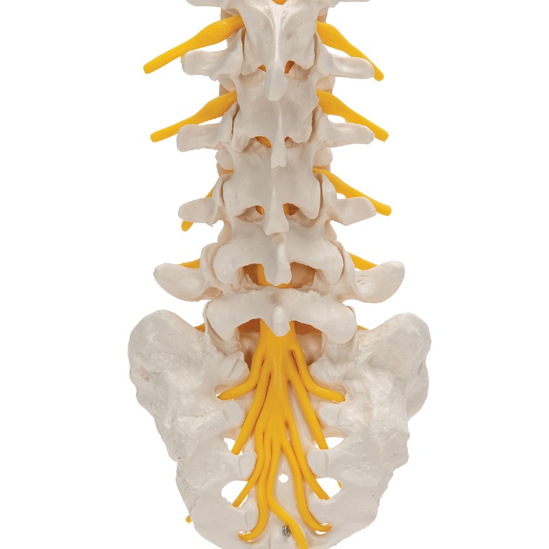 Lumbar Spine Model | Health and Care