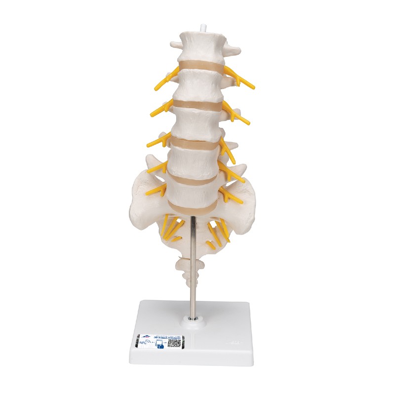 Lumbar Spine Model | Health and Care