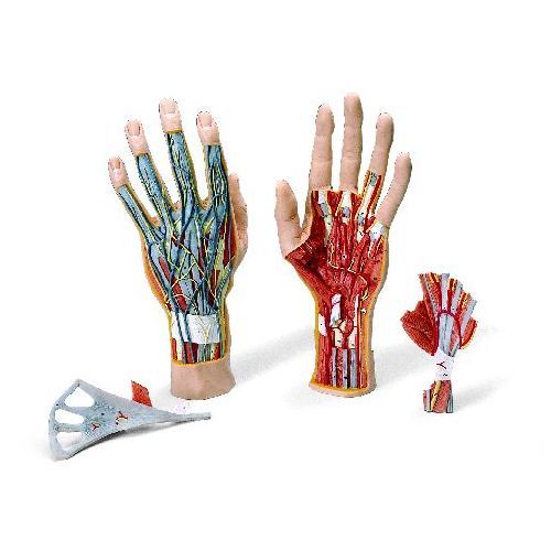 Internal Hand Structure Model 3 Part | Health and Care