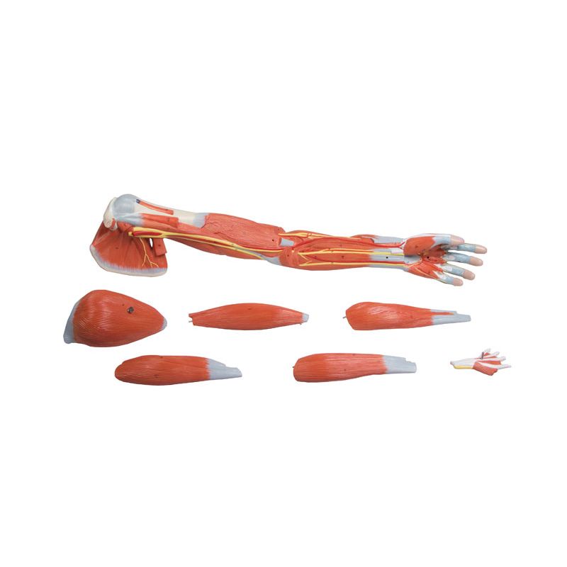 7-Part Arm Muscle Model | Health and Care
