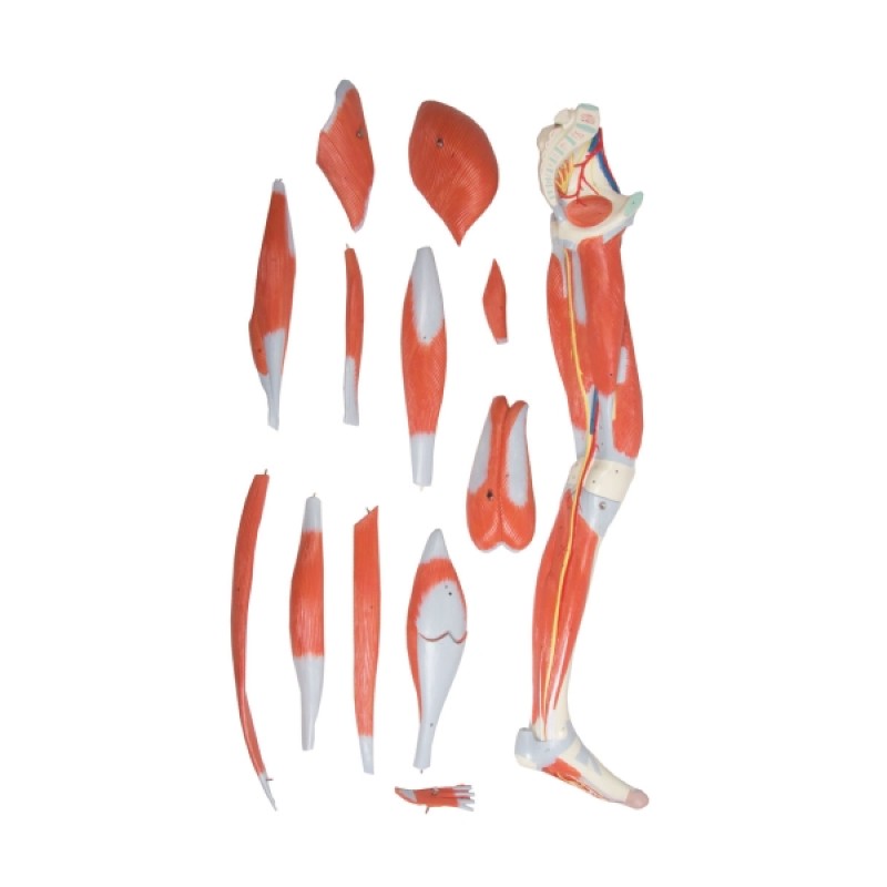 13-Part Leg Muscle Model | Health and Care