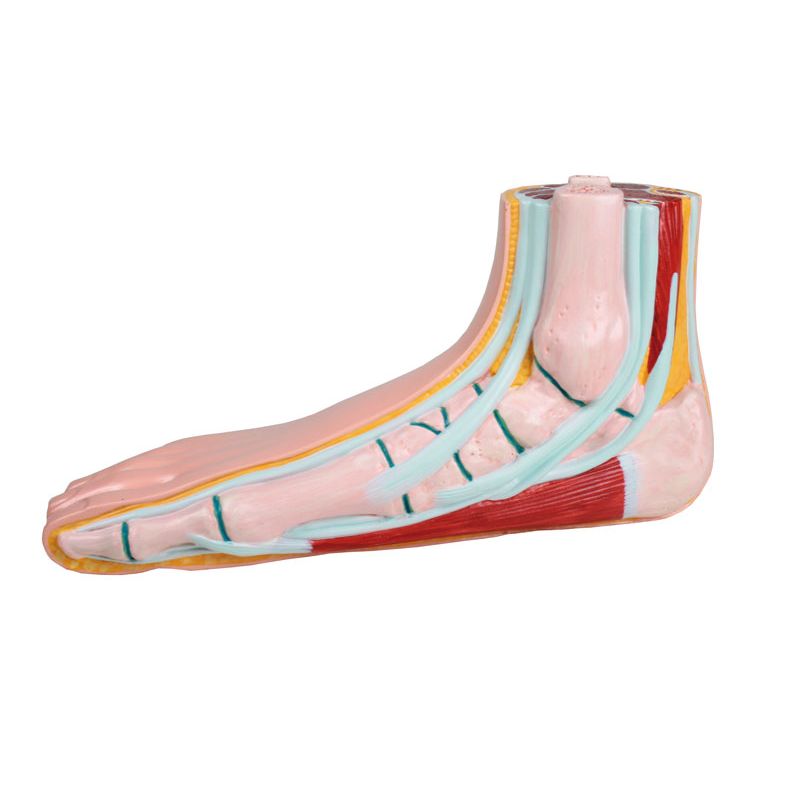 Flat Foot Cross-Section Model | Health and Care