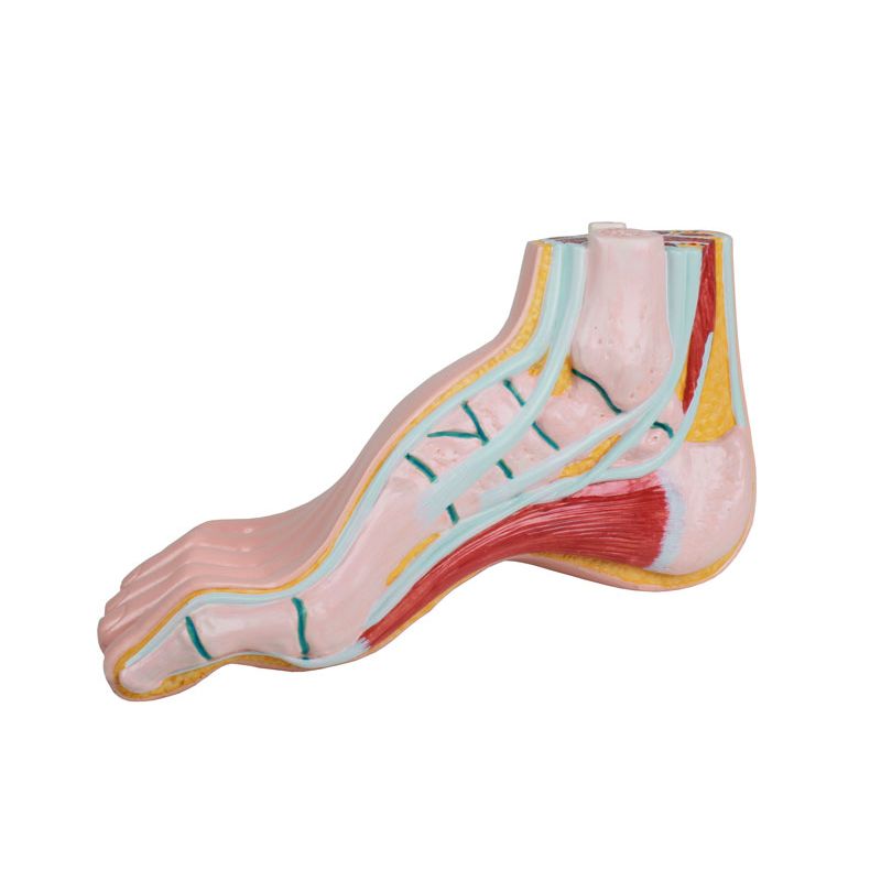 Hollow Foot Cross-Section Model | Health and Care