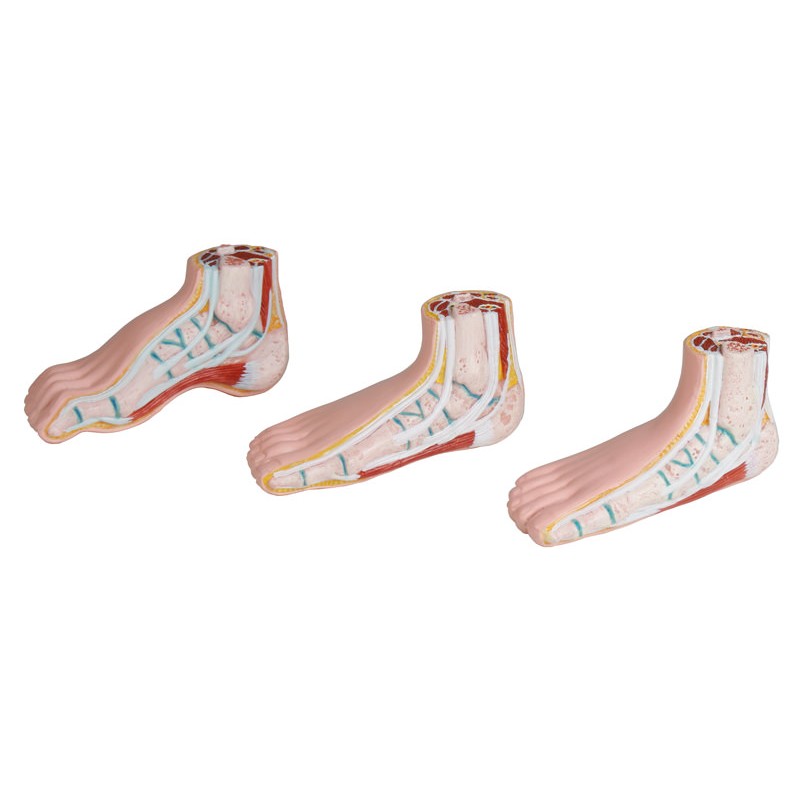 Miniature Foot Model Set | Health and Care