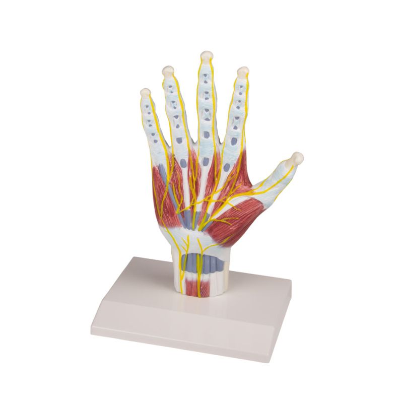 Hand Anatomy Model | Health and Care