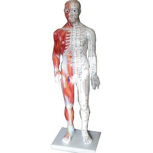 Male Meridian and Muscle Points Acupuncture Model | Health and Care