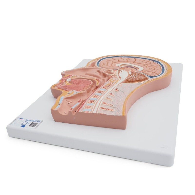 Median Section Half-Head Model | Health and Care