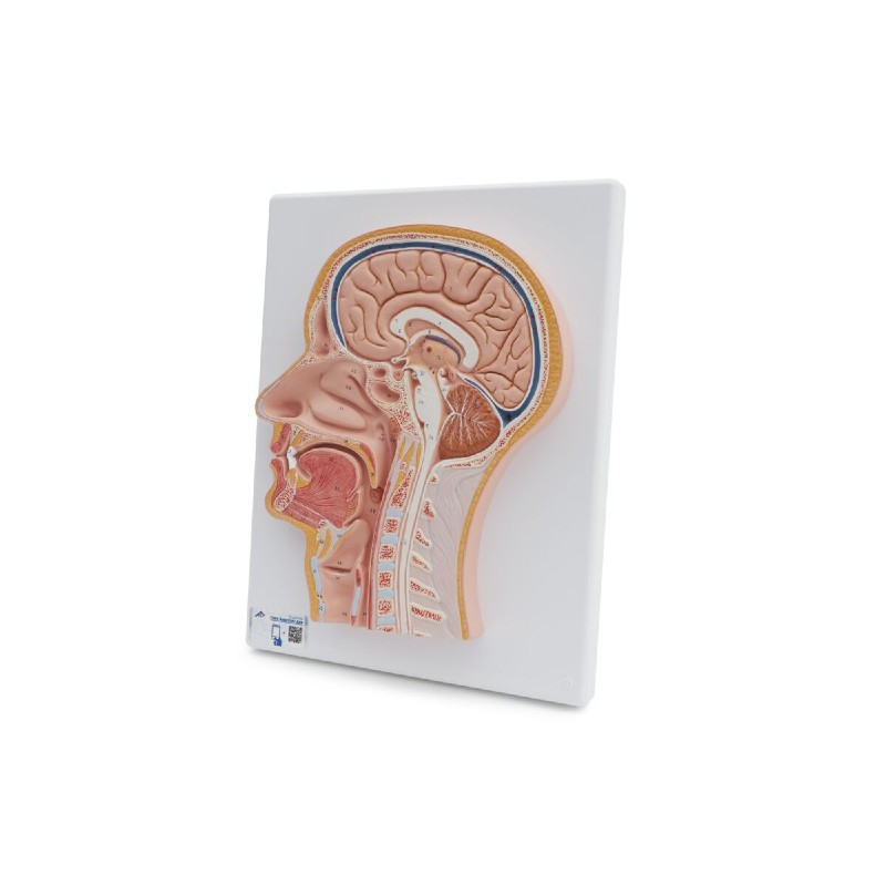 Median Section Half-Head Model | Health and Care