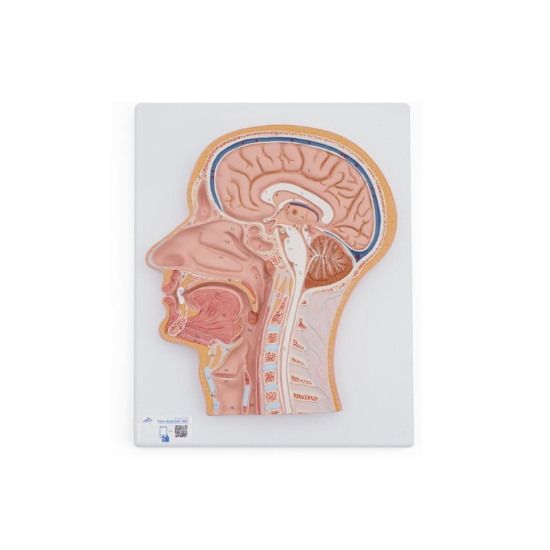Median Section Half-Head Model | Health and Care
