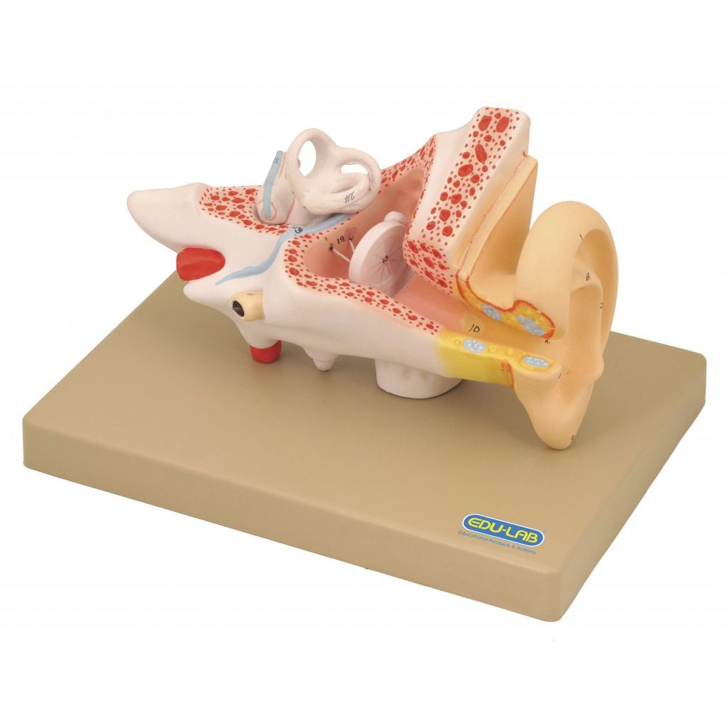 The Model: Ear (Human) 2x, 3 Parts | Health and Care