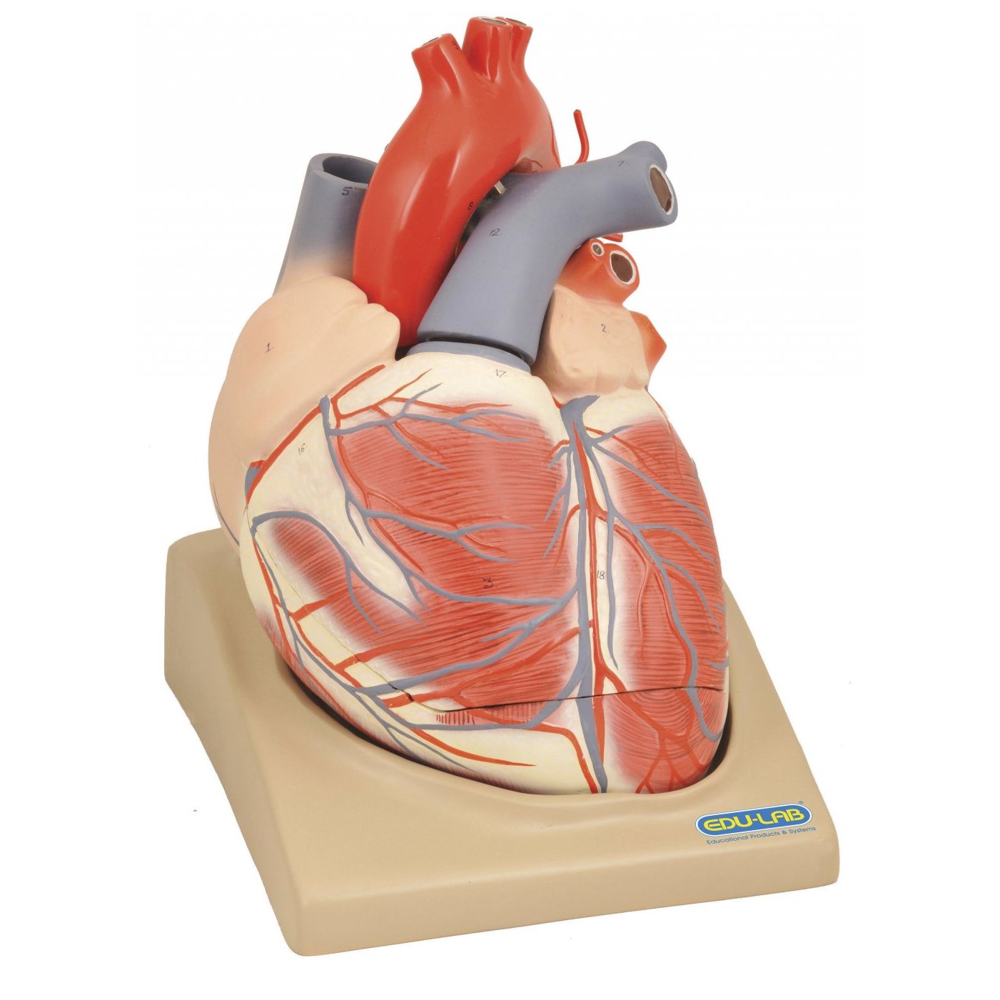 The Model: Heart (Extra Large) 2/4 Parts | Health and Care
