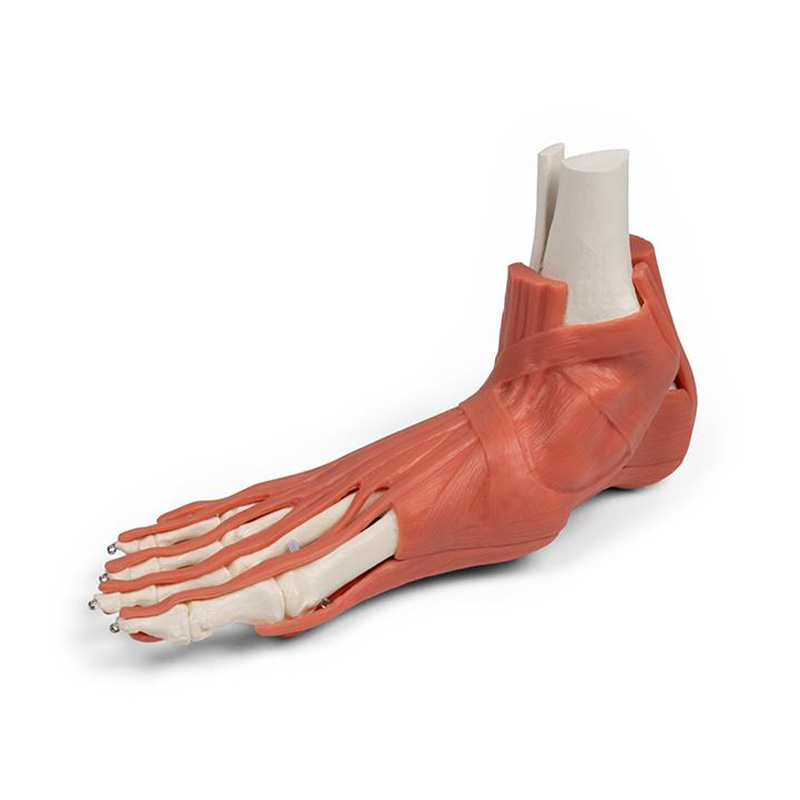 Model Foot Skeleton with Ligaments | Health and Care