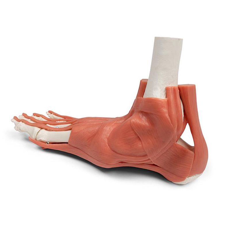 Model Foot Skeleton with Ligaments | Health and Care