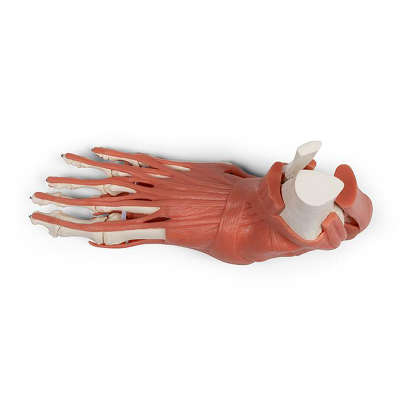 Model Foot Skeleton with Ligaments | Health and Care