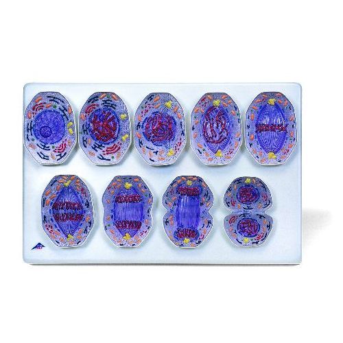 Mitosis Model | Health and Care