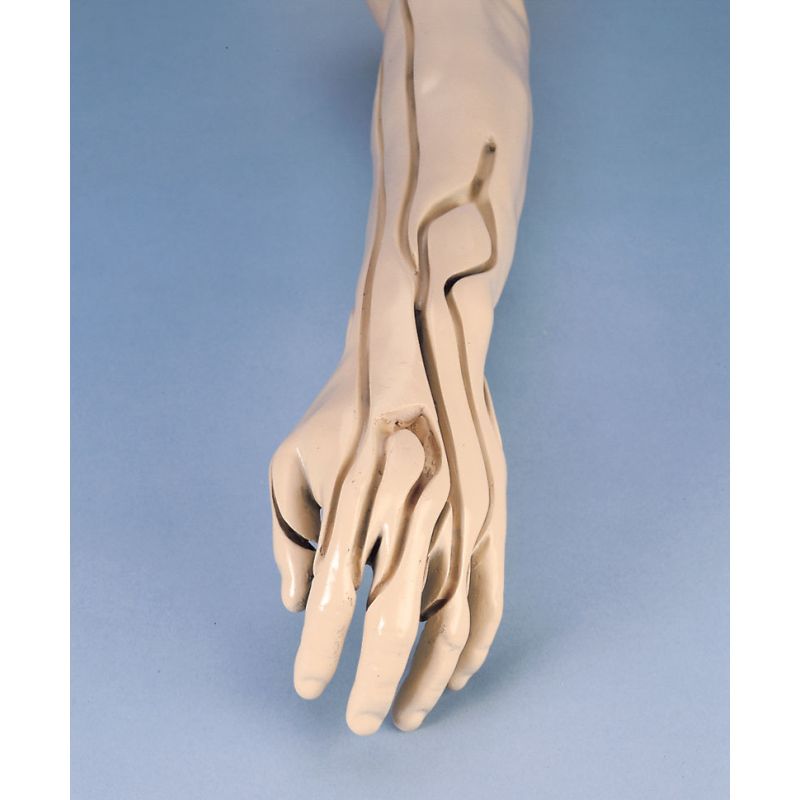 Training Arm for Intravenous Injection | Health and Care