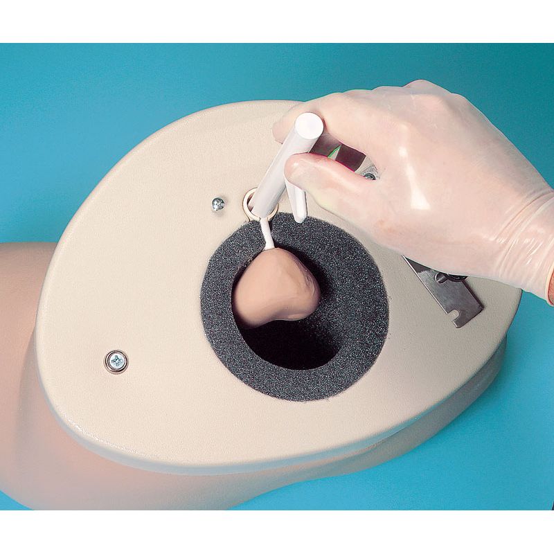 Prostate Examination Simulator Model | Health and Care