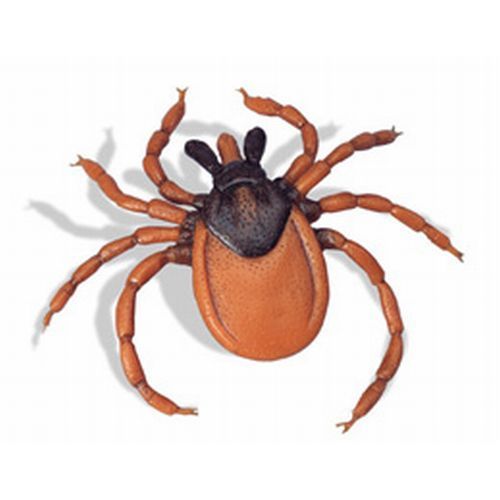 Castor-Bean Tick Ixodes Ricinus | Health and Care