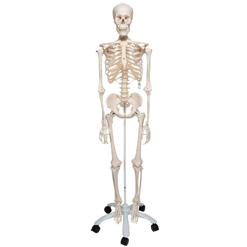 Replacement Stand For Model Skeletons | Health and Care