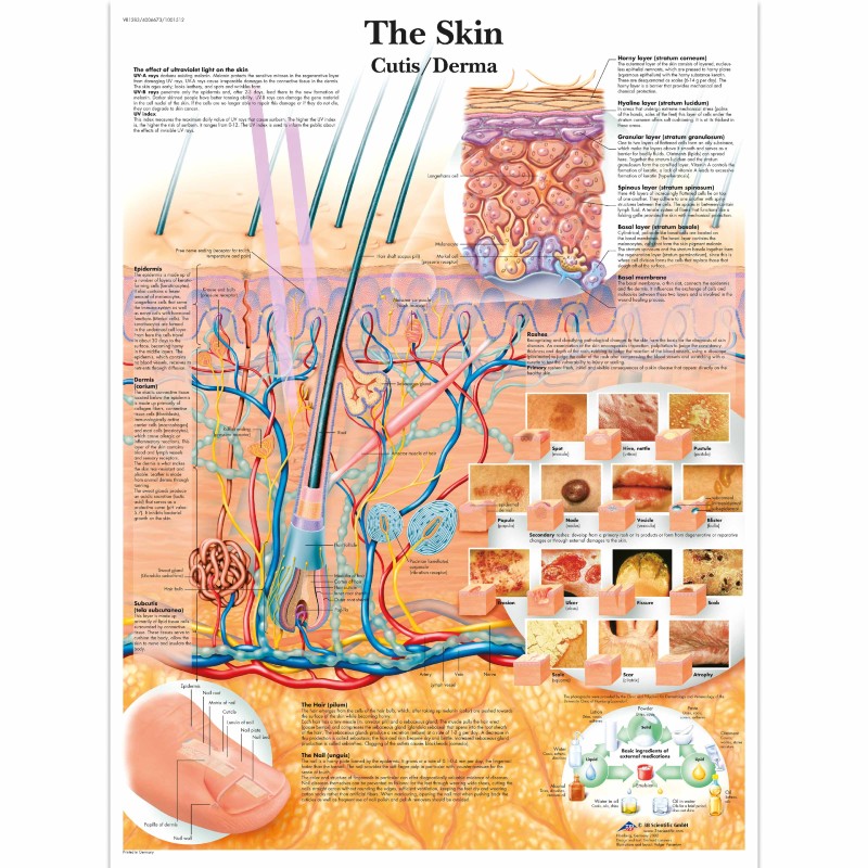 Laminated Skin Anatomy Chart | Health and Care