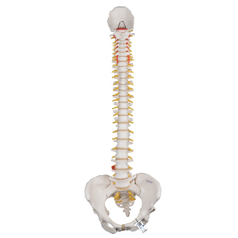 Flexible Female Spine and Pelvis Model | Health and Care