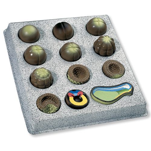 Embryo Development 12 Stages Of The Frog | Health and Care